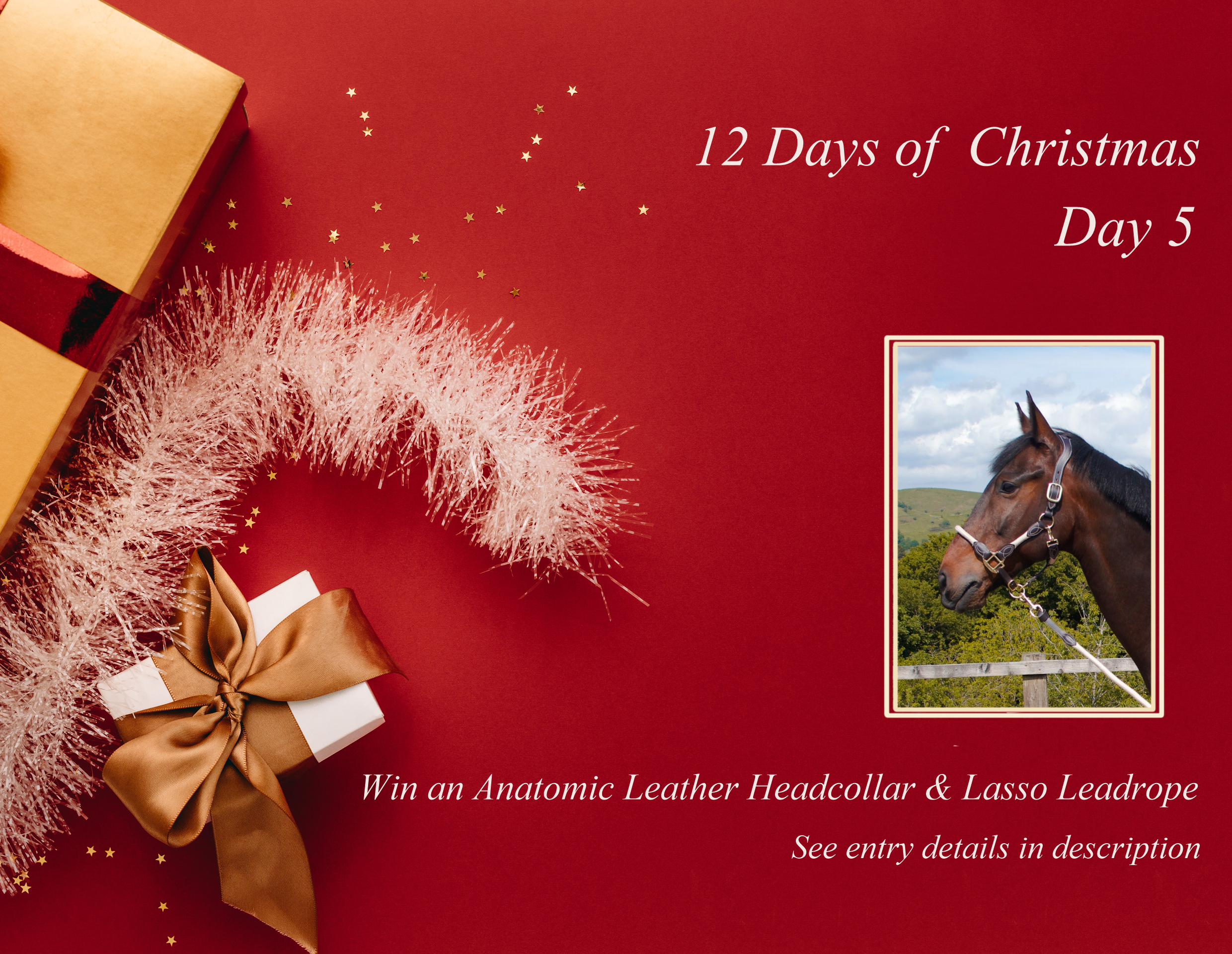 12 days of Christmas Day 5 – Treehouse Sporting Colours