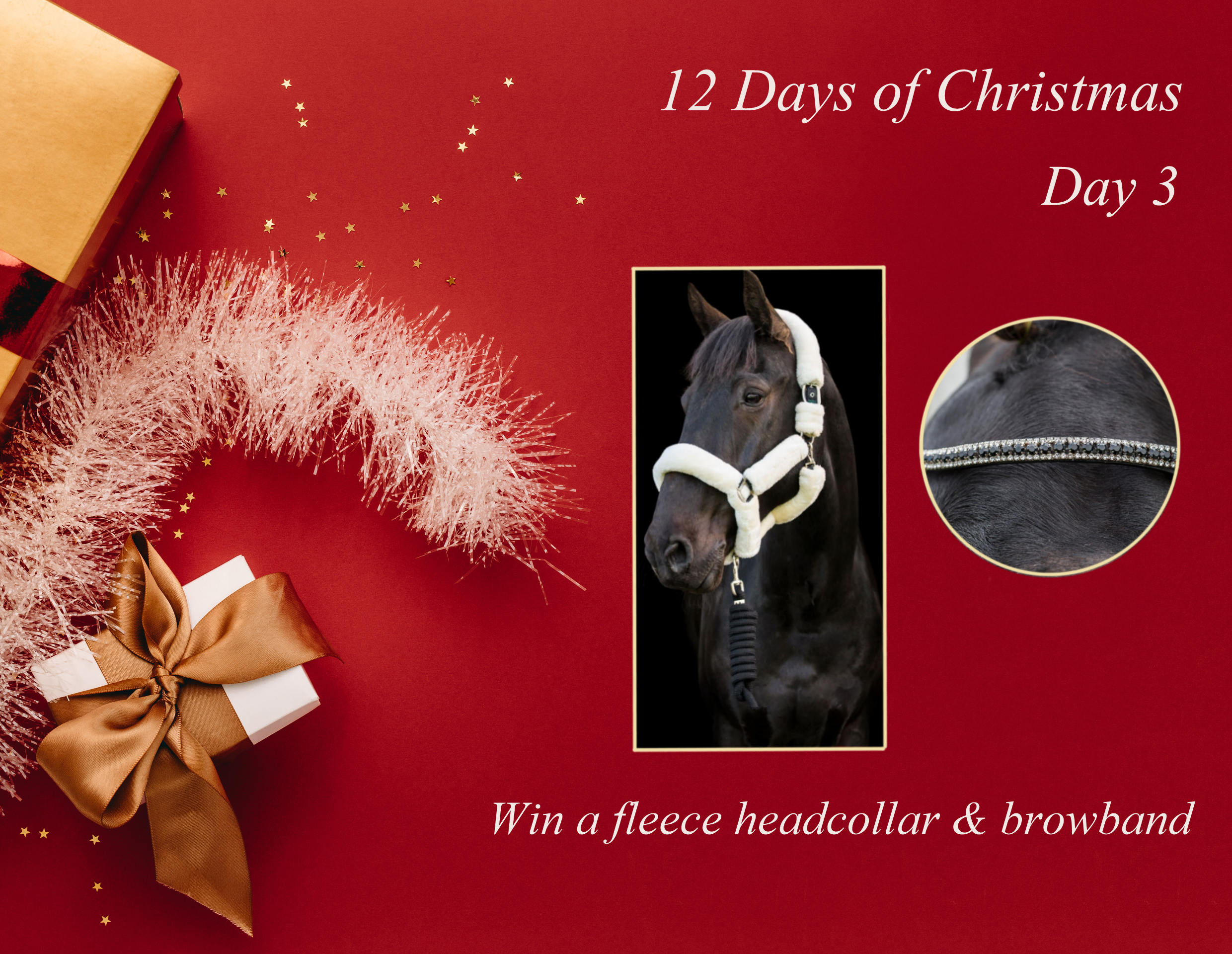 Day 3 Christmas Giveaway – Treehouse Sporting Colours