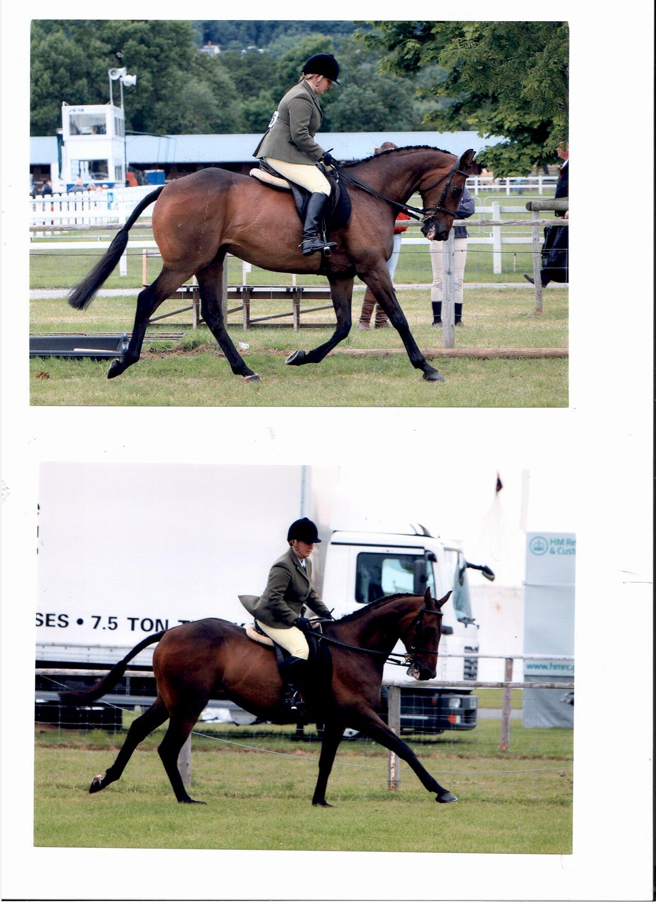 Successful Showing Debut for Treehouse Horse – Treehouse Sporting Colours