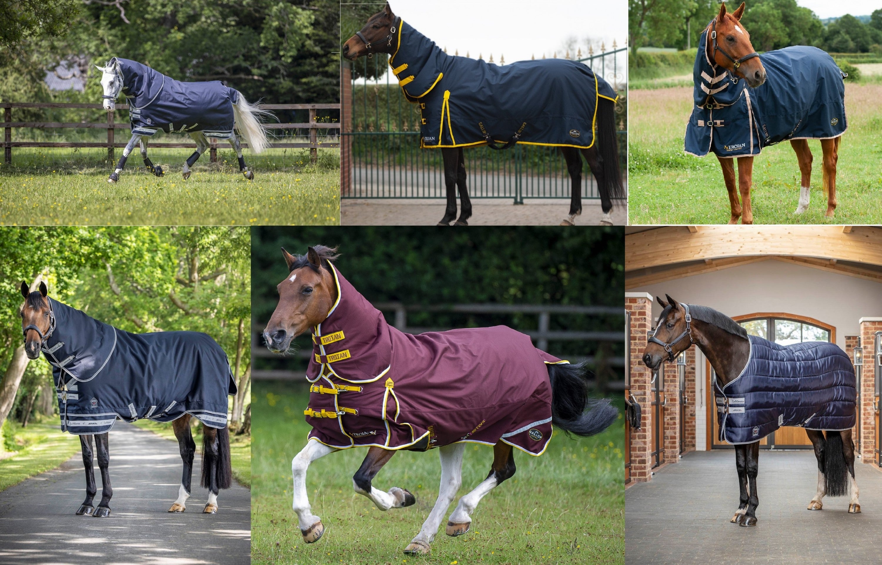 Winter Rugs Feature – Treehouse Sporting Colours